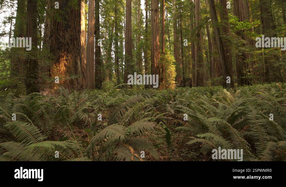 Redwood National Park Ferns and Giant Trees in Rain Forest Stock Video ...