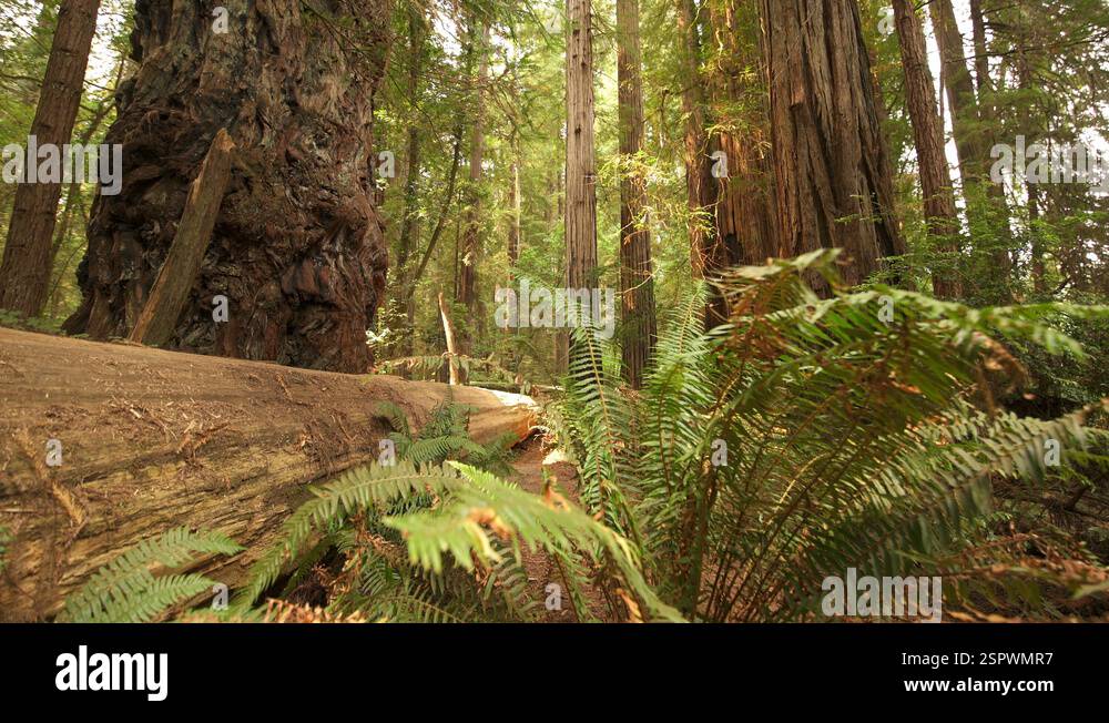 Redwood National Park Ferns and Giant Trees in Rain Forest Stock Video ...