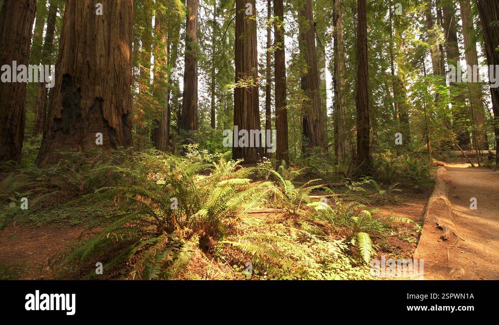 Redwood National Park Ferns and Giant Trees in Rain Forest Stock Video ...