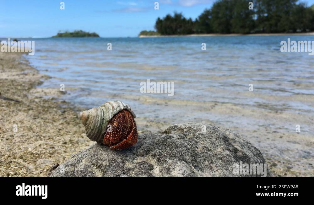 Hermit crab sit on a rock against Muri lagoon Rarotonga Cook Islands ...