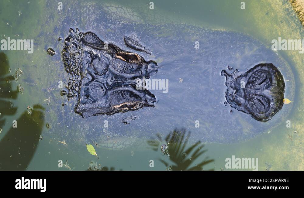 Alligator head lurking on surface of water vertical side on view Stock ...
