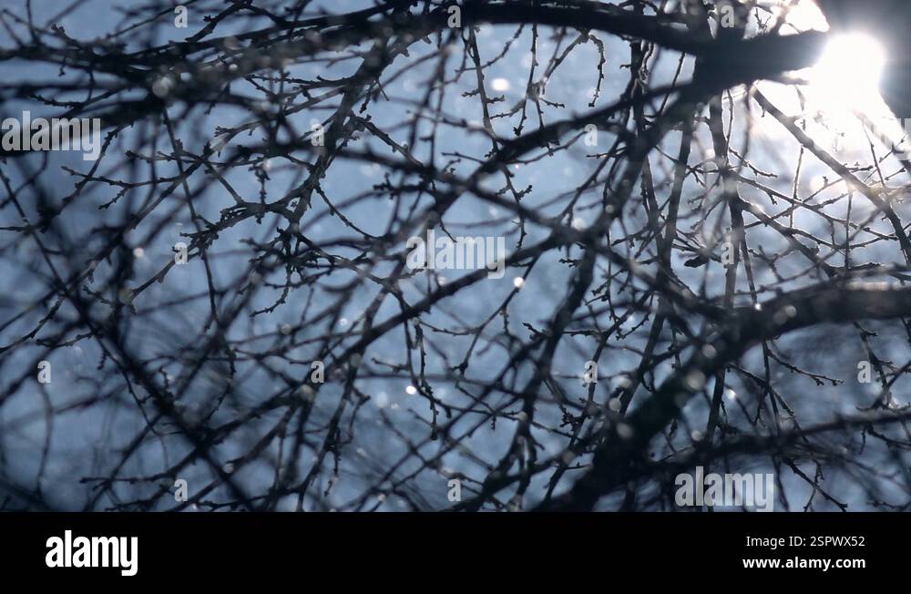 sun in frame, sparkling snowstorm and leafless branches in slow motion ...