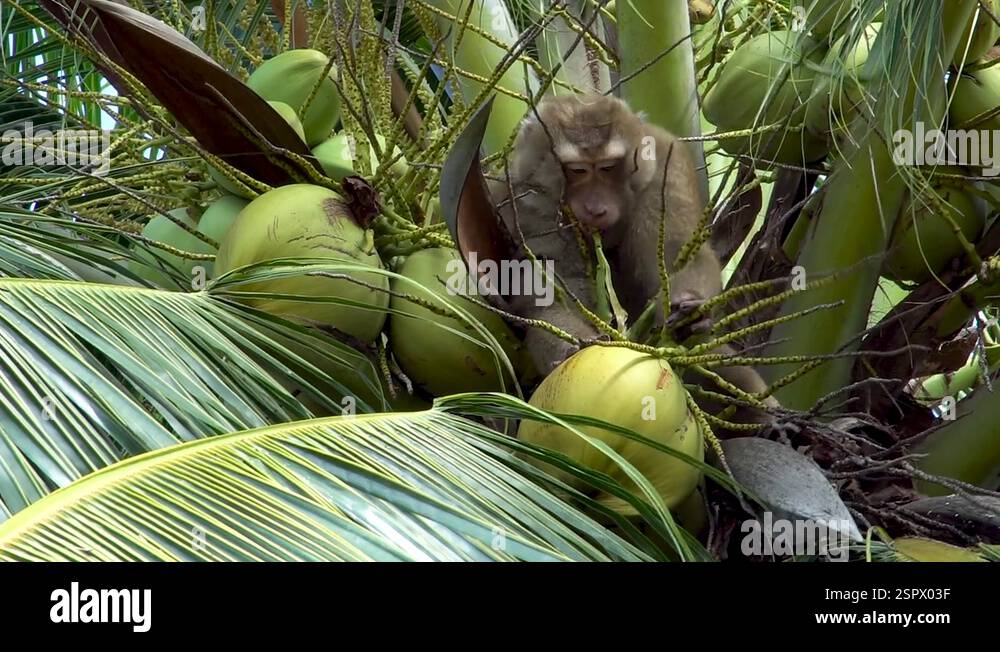 Monkey Gathering Coconuts on Palm Tree Stock Video Footage - Alamy
