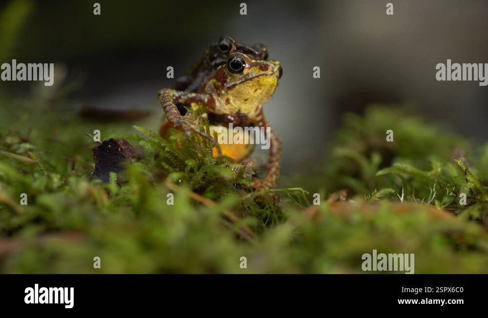 Pair of stubfoot toads (Atelopus sp.) in amplexus (mating Stock Video ...