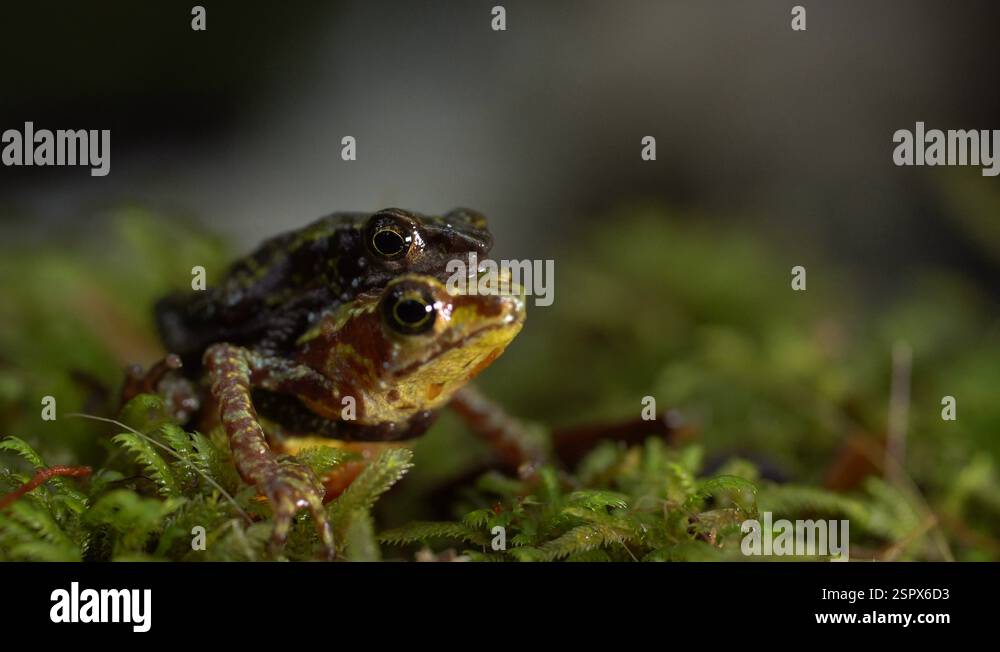 Pair of stubfoot toads (Atelopus sp.) in amplexus (mating Stock Video ...