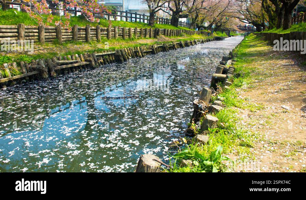 Time lapse floating cherry on the river at Kawagoe 4K wide shot Stock ...