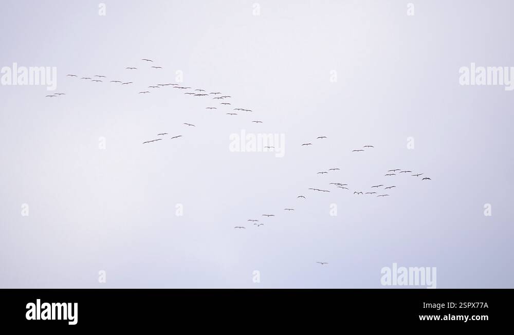 Colonies of great white pelican birds fly in the sky in formation Stock ...