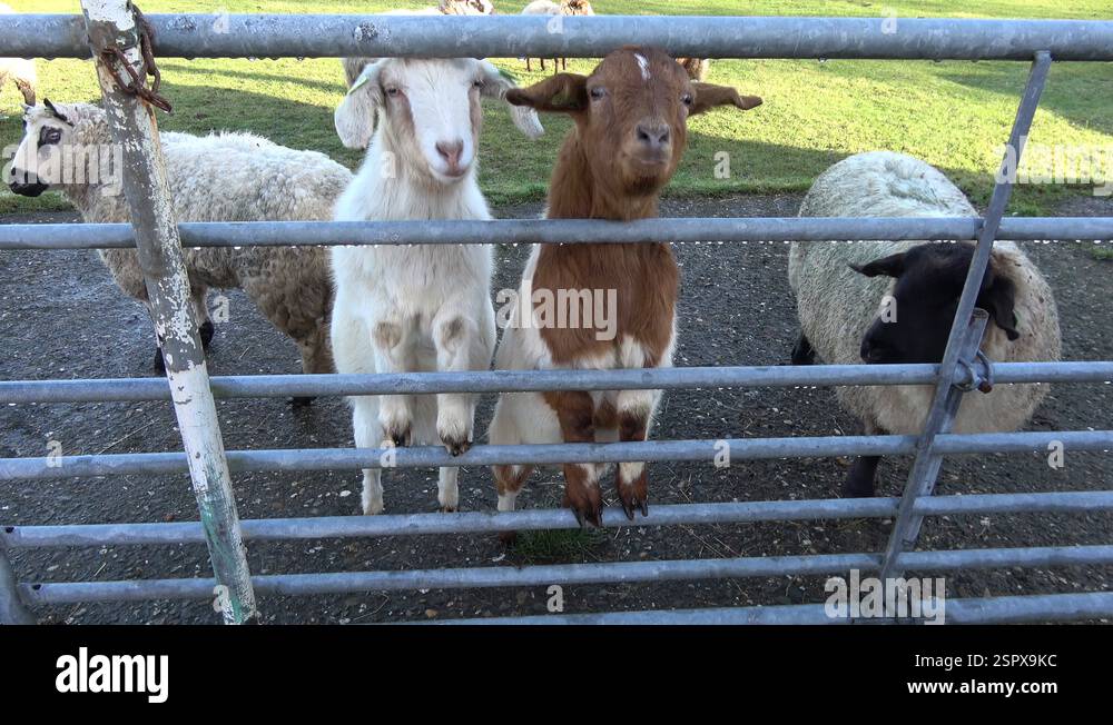 Footage of curious domesticated goats behind farm gate 4k Stock Video ...