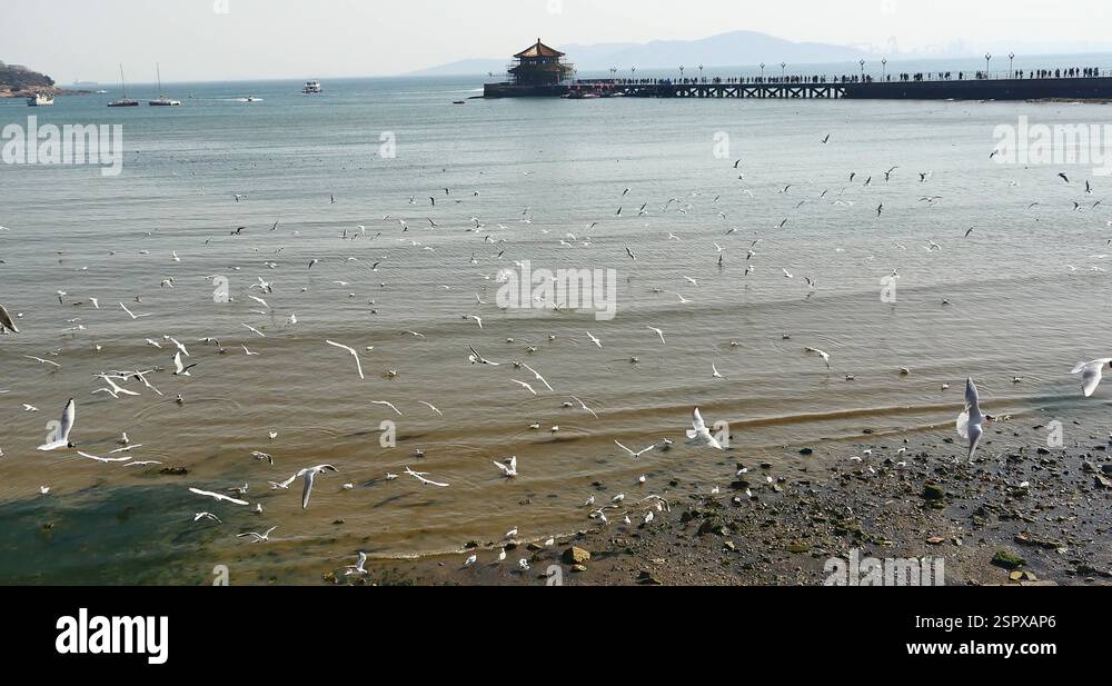 4k Flock of seagulls fly over ocean and beach in daytime,Qingdao ...