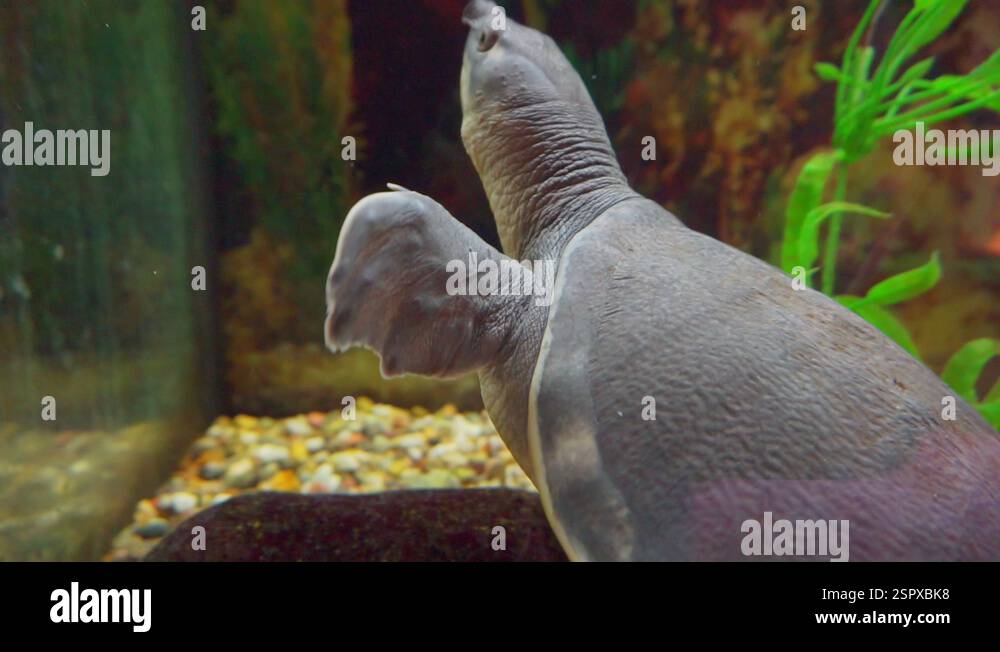 Pig-nosed turtle (Carettochelys insculpta), also known as the Fly River ...