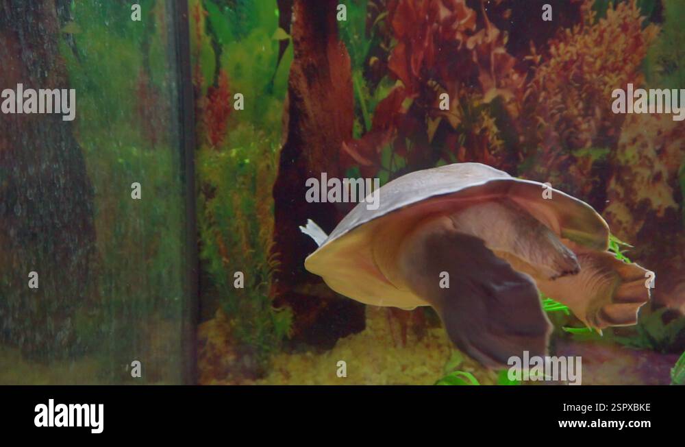 Pig-nosed turtle (Carettochelys insculpta), also known as the Fly River ...