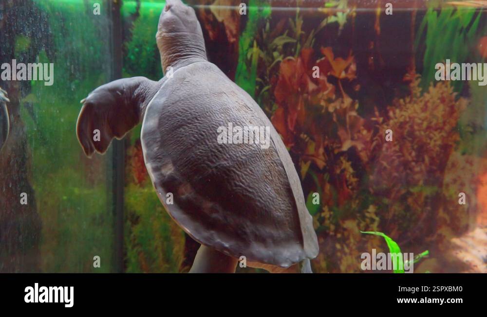 Pig-nosed turtle (Carettochelys insculpta), also known as the Fly River ...