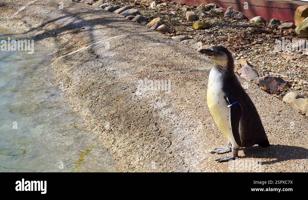 Humboldt penguin or other Peruvian penguin standing on the shore of the ...