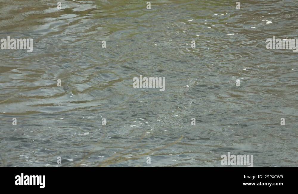 Fast Moving Water and Bubbles in a River Stock Video Footage - Alamy