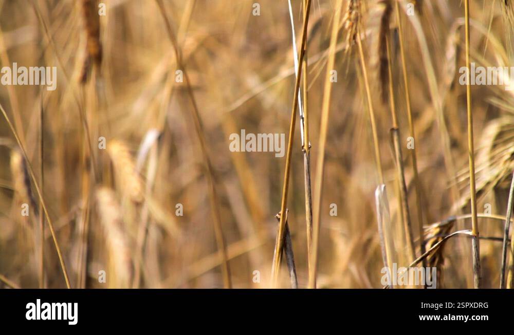 Golden Rye Stock Video Footage - Alamy