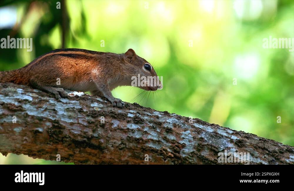 Endemic mammals of japan Stock Videos & Footage - HD and 4K Video Clips ...