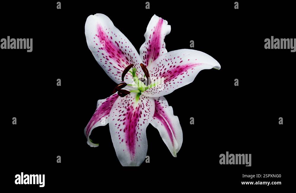 White pink lily dizzy flower Stock Videos & Footage - HD and 4K Video ...