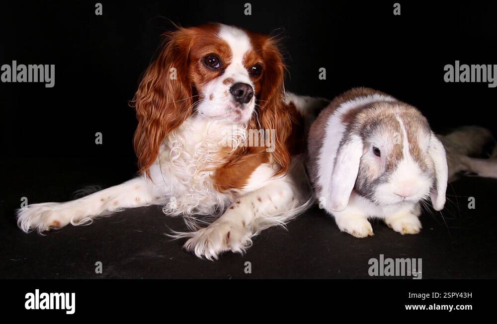 Animal pet friends. Animals resting together. Pets in the studio. Lop ...