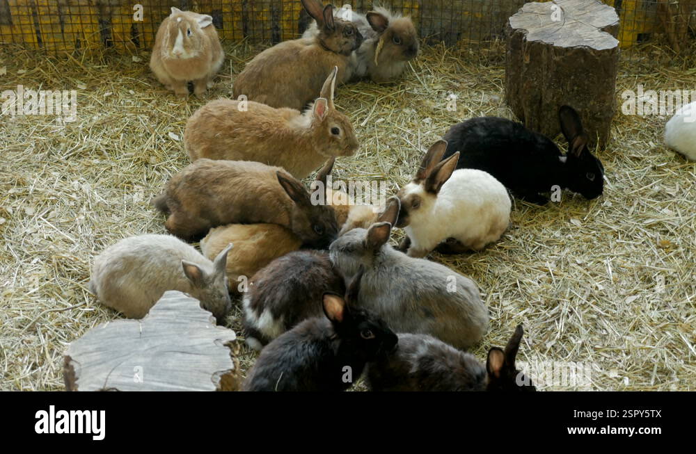 Crowd rabbits Stock Videos & Footage - HD and 4K Video Clips - Alamy