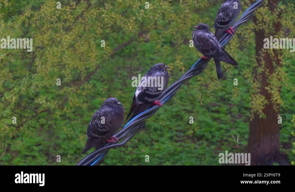 Pigeons on electric wires.Doves sitting on a power line Stock Video ...