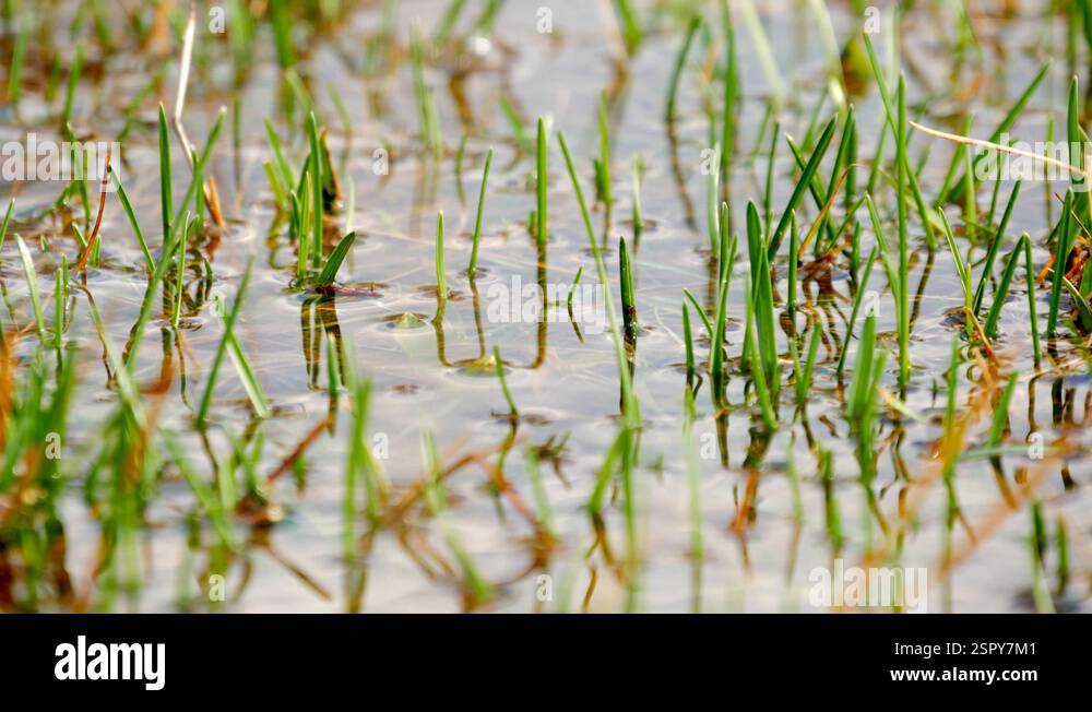A flooded forest landscape with marsh and dead trees. Spring flood in ...