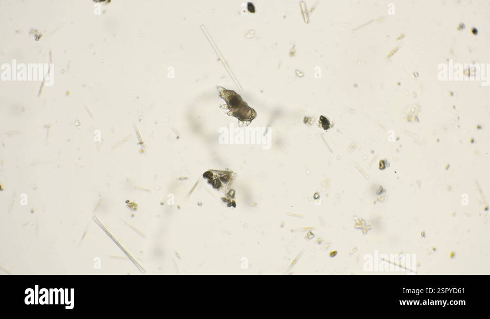 the most enduring organism on the planet is the slow-moving, under a ...