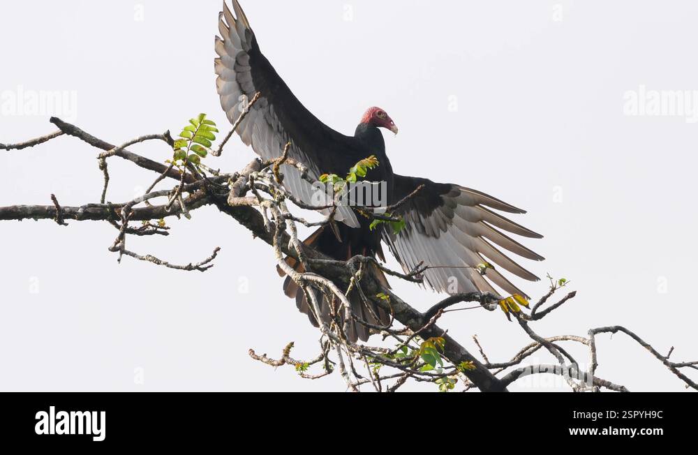 turkey vulture spreads its wings for sunbathing Stock Video Footage - Alamy
