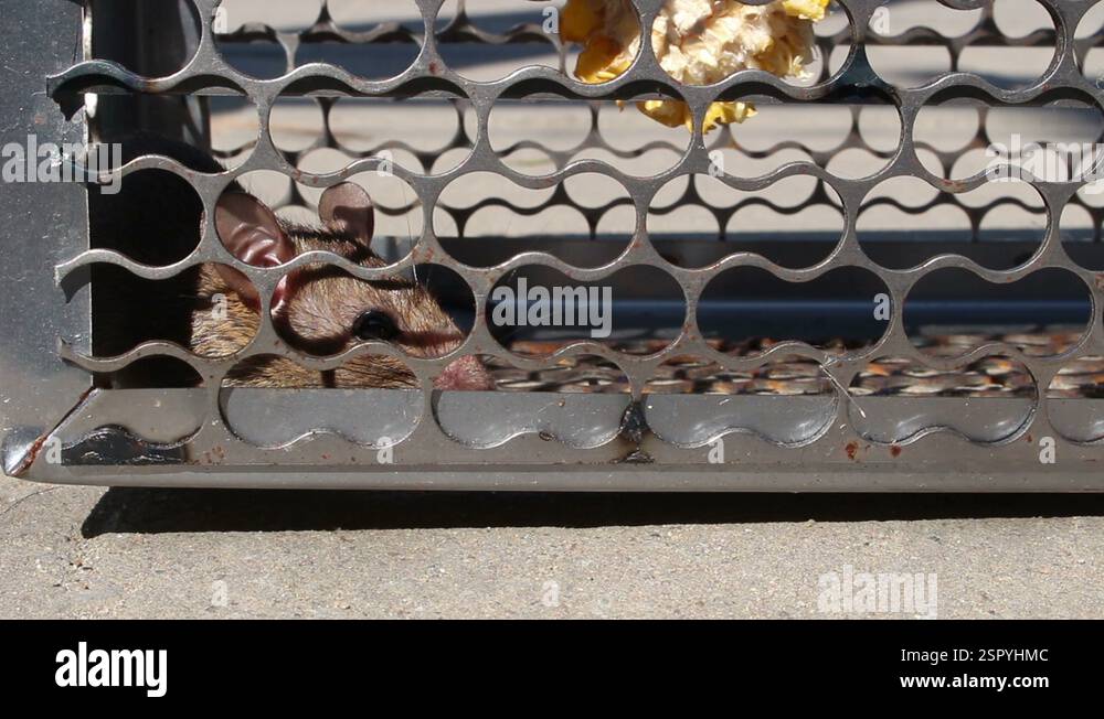 rat in cage Stock Video Footage - Alamy