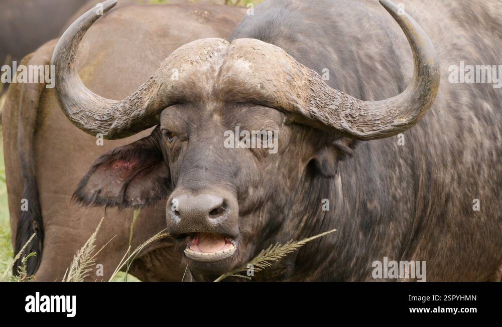 portrait of african buffalo looking suspiciously Stock Video Footage ...
