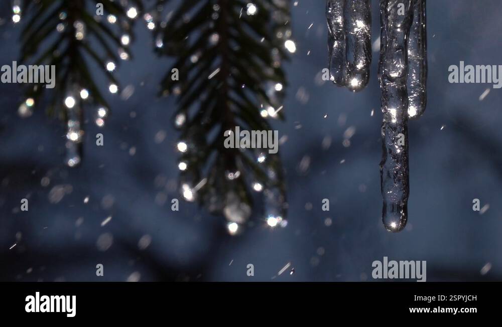 Rain drops falling from frozen icicles on fir branches in slow motion ...