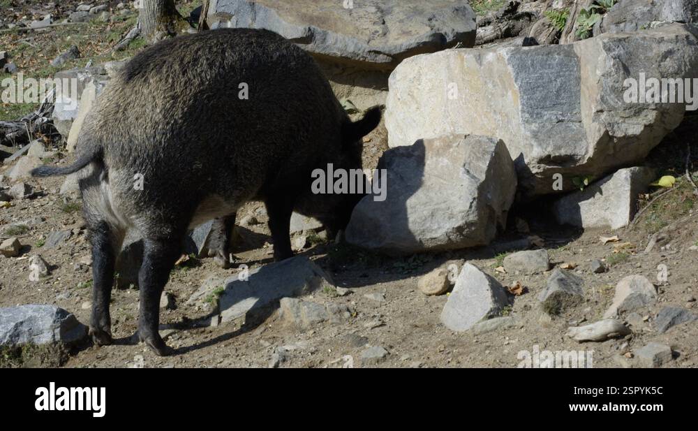 Wild boar digging under rocks for food Stock Video Footage - Alamy