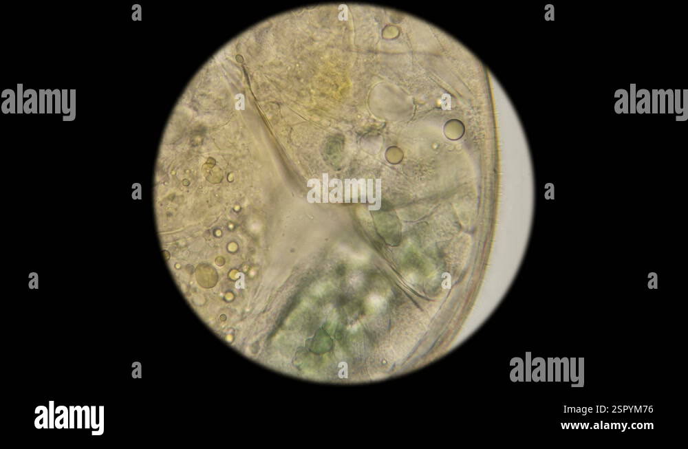 internal organs of the branchy bovine Bosminia under a microscope Stock ...