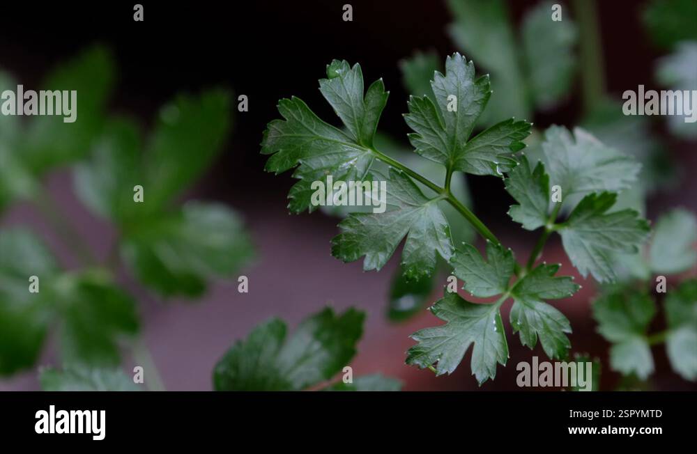 Cilantro leaves Stock Video Footage - Alamy