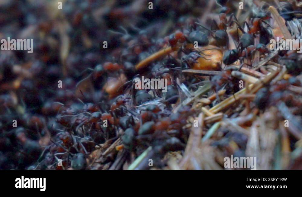 red forest ants in an anthill close-up Stock Video Footage - Alamy