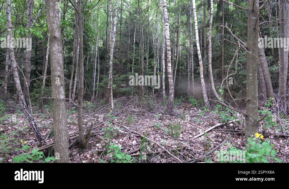 Tourist mature man got lost in a dark, wild, terrible forest in evening ...