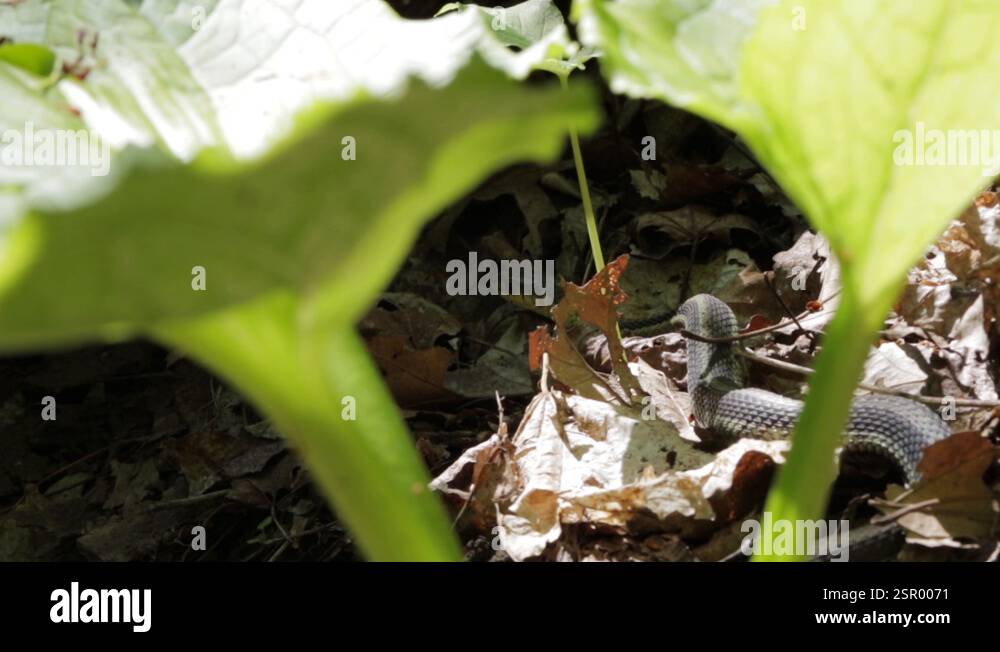 Snake hiding on the forest floor. Small green and yellow garden snake laying Stock Video Footage ...