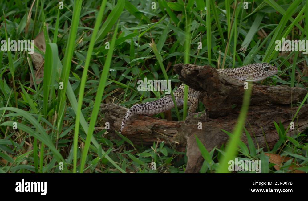 Leopard gecko tail Stock Videos & Footage - HD and 4K Video Clips - Alamy