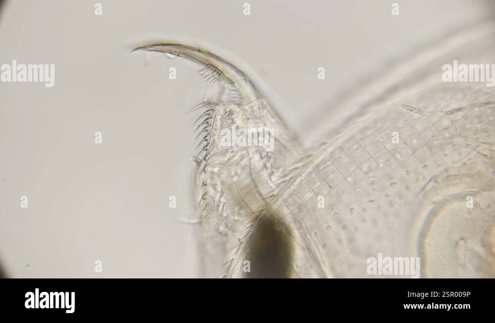 Structure of claws Stock Videos & Footage - HD and 4K Video Clips - Alamy