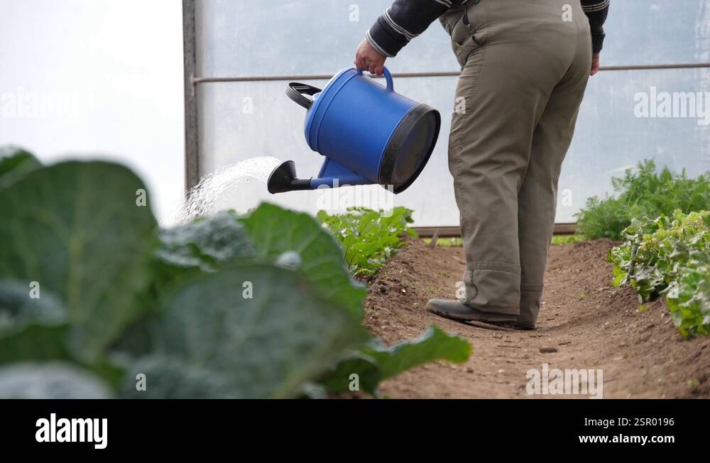 Worker watering farm can irrigation Stock Videos & Footage - HD and 4K ...