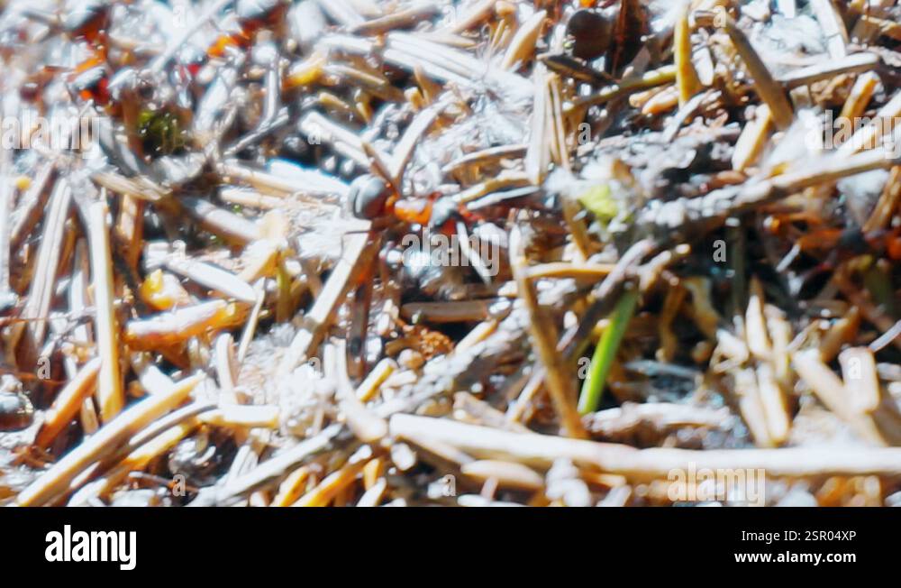 Ants in red color Stock Videos & Footage - HD and 4K Video Clips - Alamy