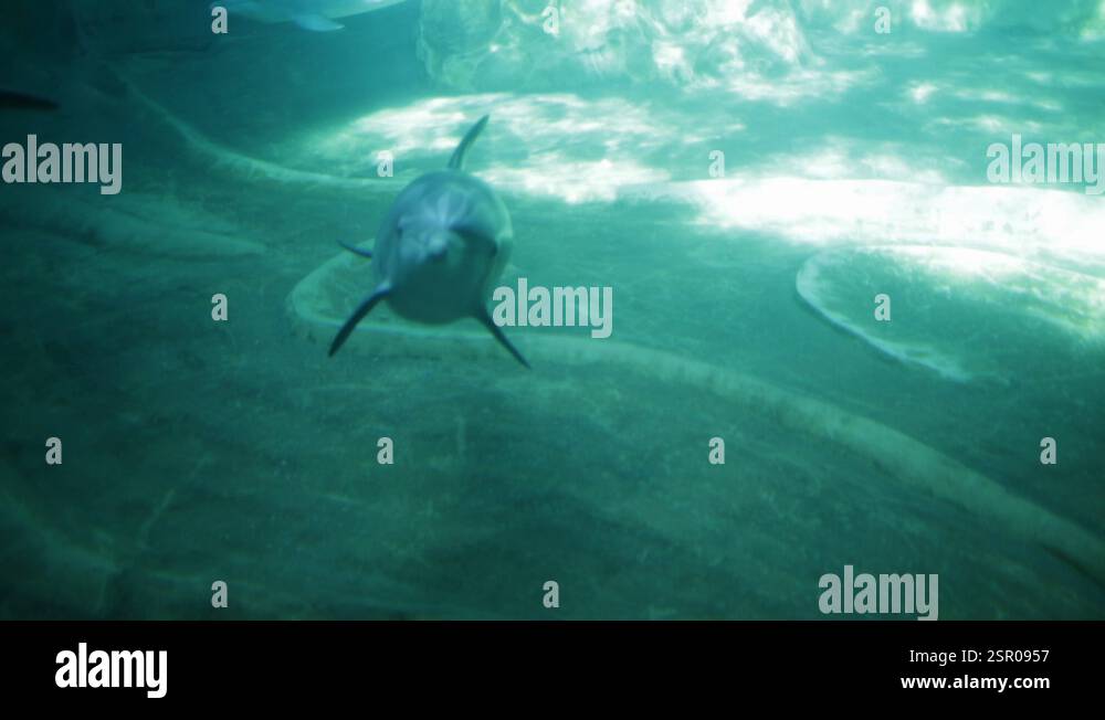 Dolphin Swimming and Talking to Camera Stock Video Footage - Alamy