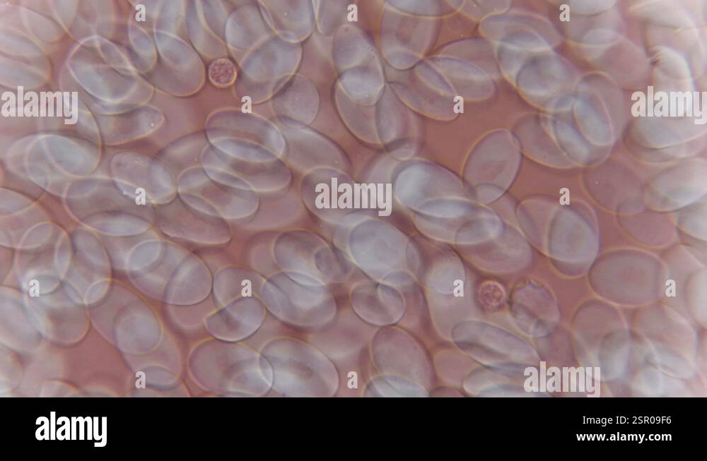 frog blood under a microscope Stock Video Footage - Alamy