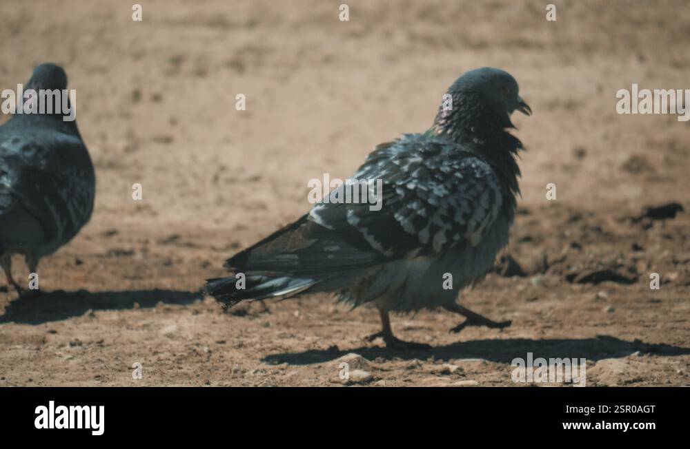 Urban pigeon in motion, bathed in puddle after rain. pigeons bathe in a ...