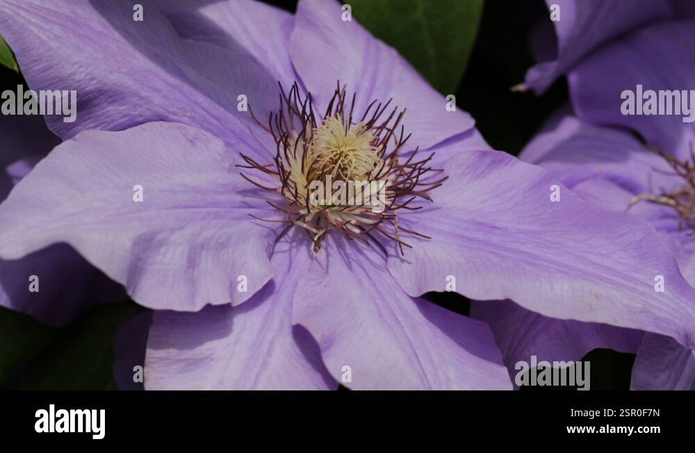 Bloom blossom close up closeup flower Stock Videos & Footage - HD and ...