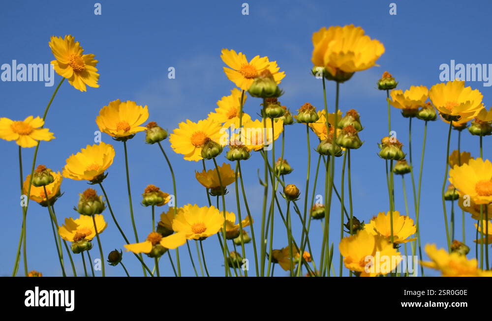 Coreopsis flowers on blue sky background Stock Video Footage - Alamy
