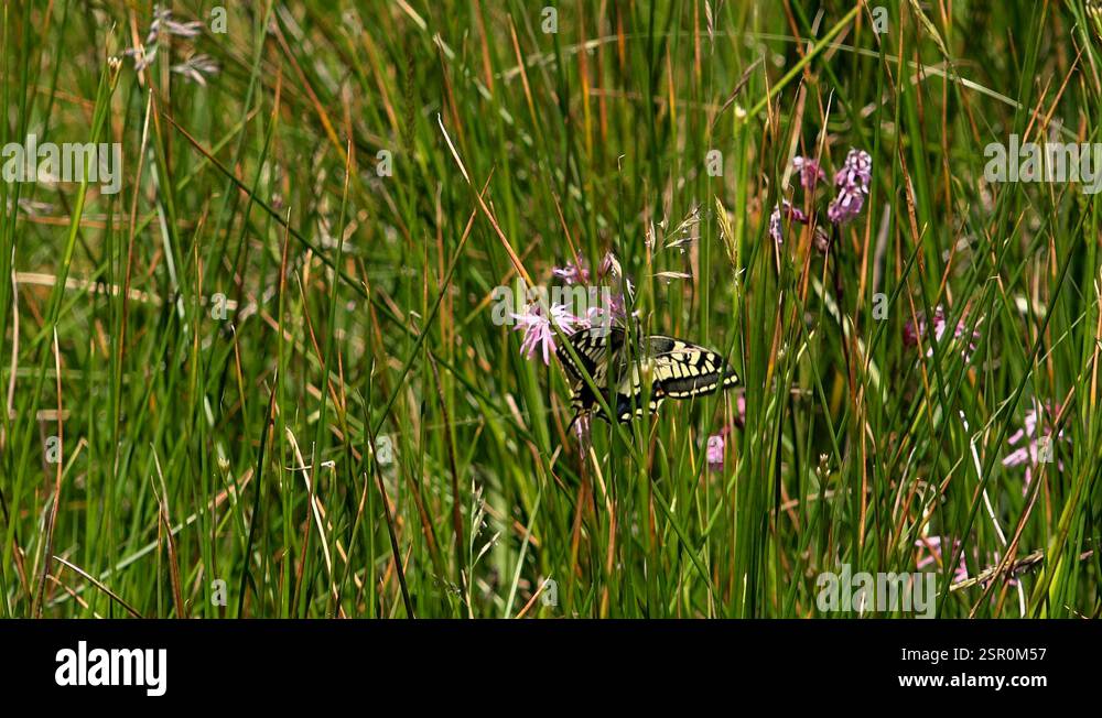 Swallowtail butterfly Papilio Machaon rare British sub species Norfolk ...