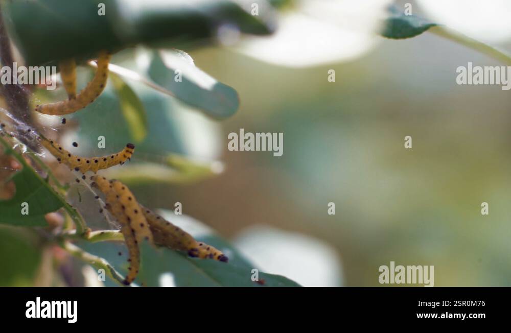 Eat wind Stock Videos & Footage - HD and 4K Video Clips - Alamy