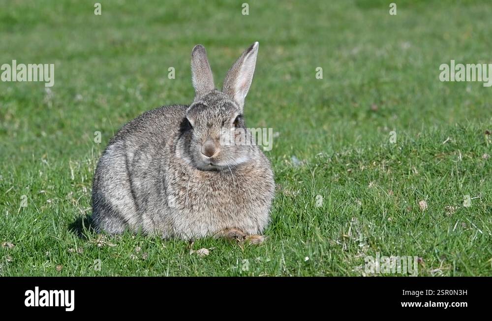 Alert rabbit (Oryctolagus cuniculus) turning erected ears to locate ...