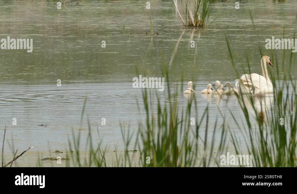 Family of swan with other wildlife in busy swamp in Canada - HD 1080p ...