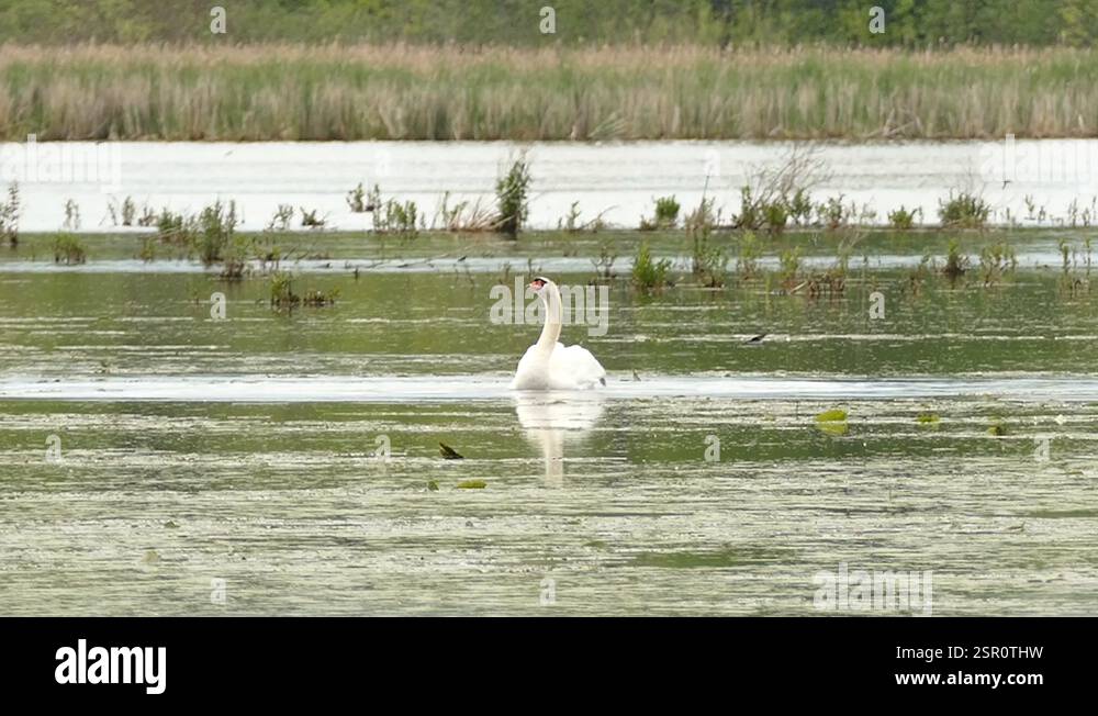 Swan opening up wings and flapping them to dry off while grooming - HD ...